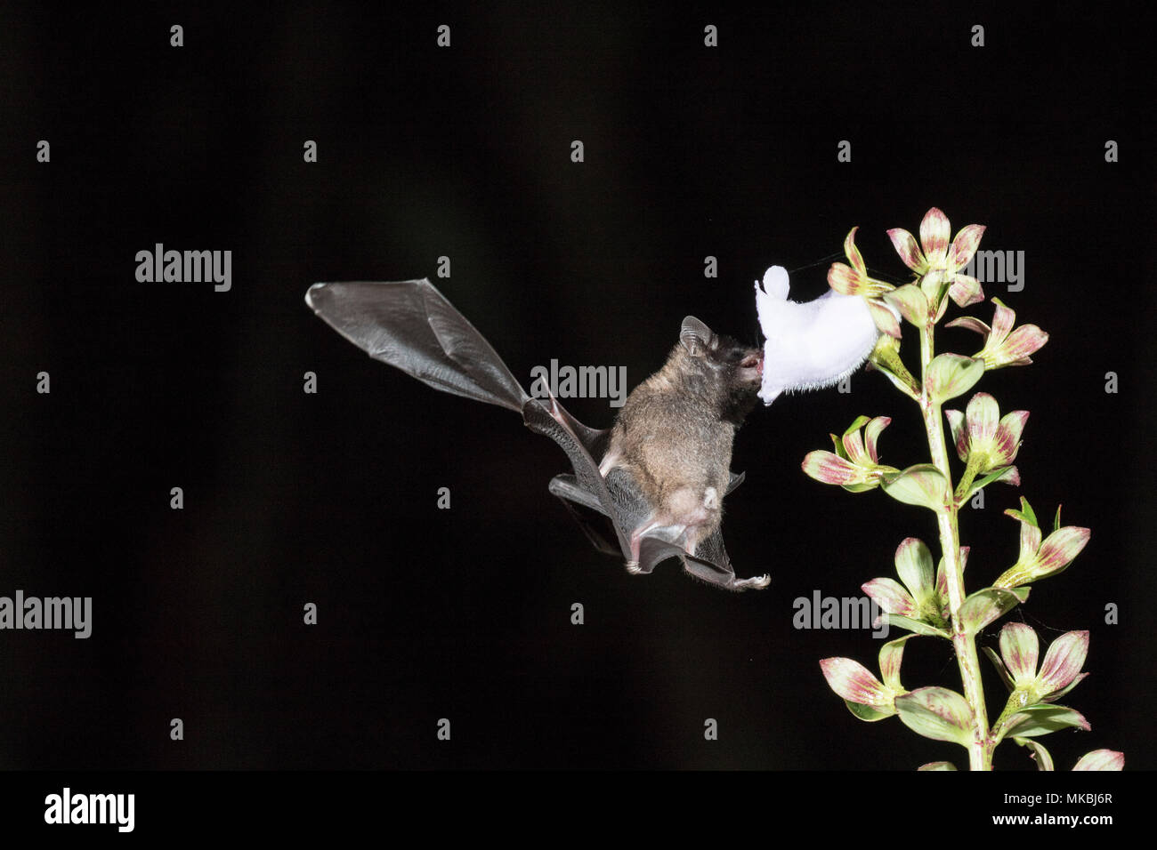 bat feeding on nectar of flower in tropical rainforest at night Stock ...