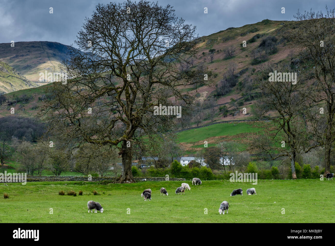 Herdwick sheep graze in Troutbeck Valley, beneath The Tongue, near ...