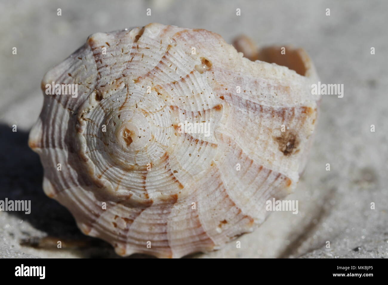 Lightning whelk hi-res stock photography and images - Alamy