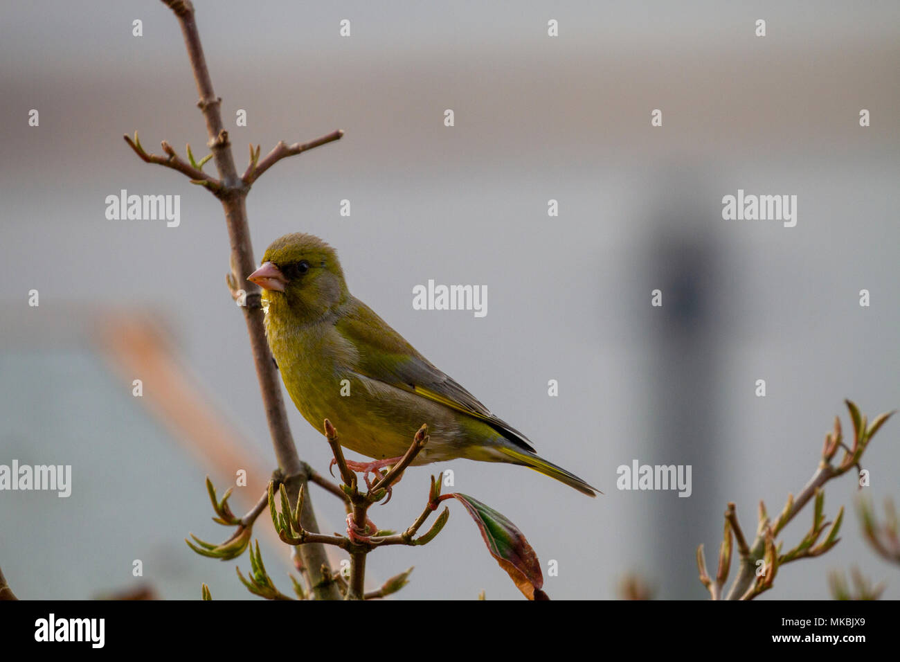 Greenfinch on shrub in garden Stock Photo - Alamy