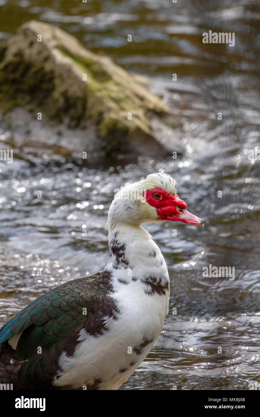 Muscovy duck on River Wear, Durham Stock Photo - Alamy