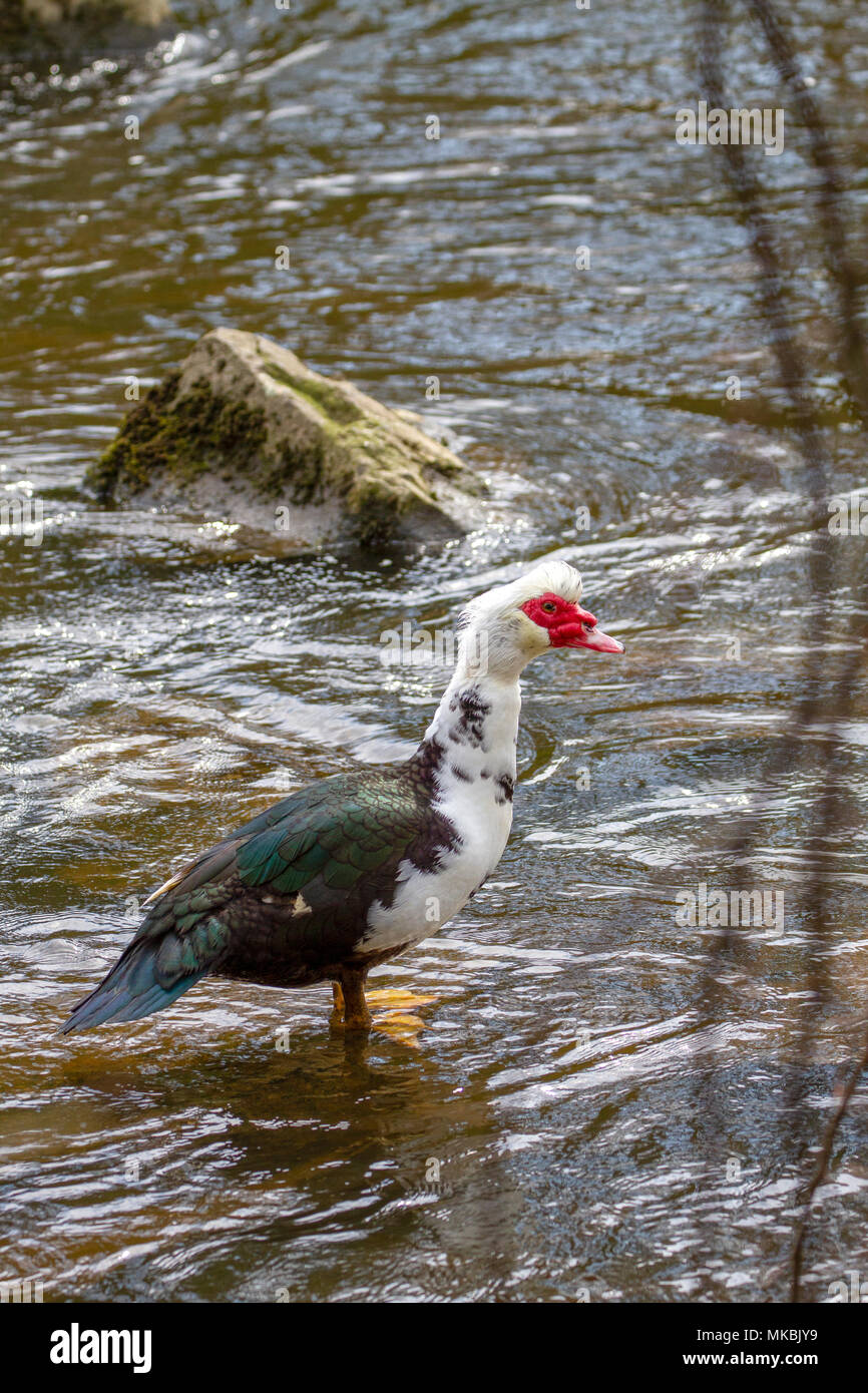 Duck on river hi-res stock photography and images - Alamy