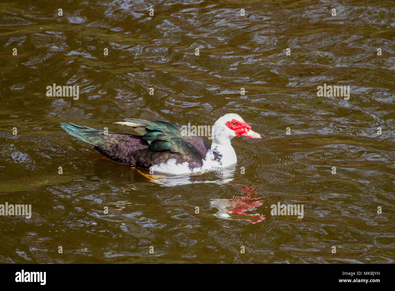 Muscovy duck on River Wear, Durham Stock Photo - Alamy