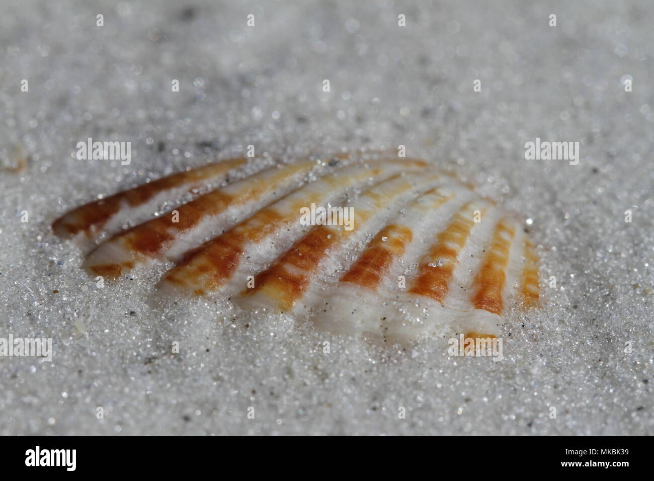 Giant clam shell hi-res stock photography and images - Alamy
