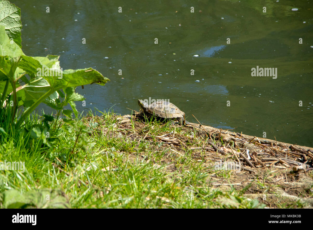 Terrapin at edge of River Wear, Durham UK Stock Photo - Alamy