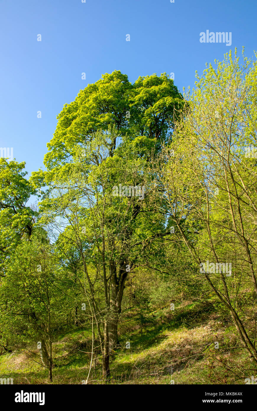 Woodland tree hi-res stock photography and images - Alamy