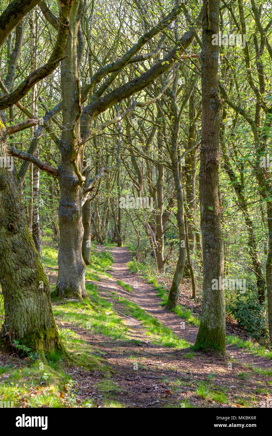 Path through avenue of trees in English woodland in spring Stock Photo ...