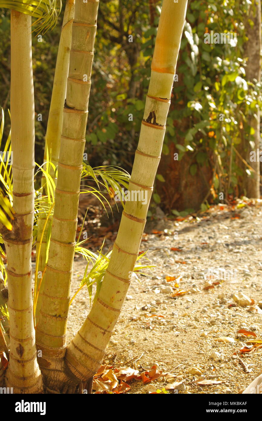 Palm tree trunks Stock Photo - Alamy
