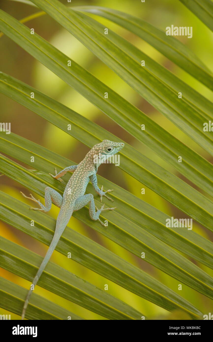 Lizard in palm hi-res stock photography and images - Alamy