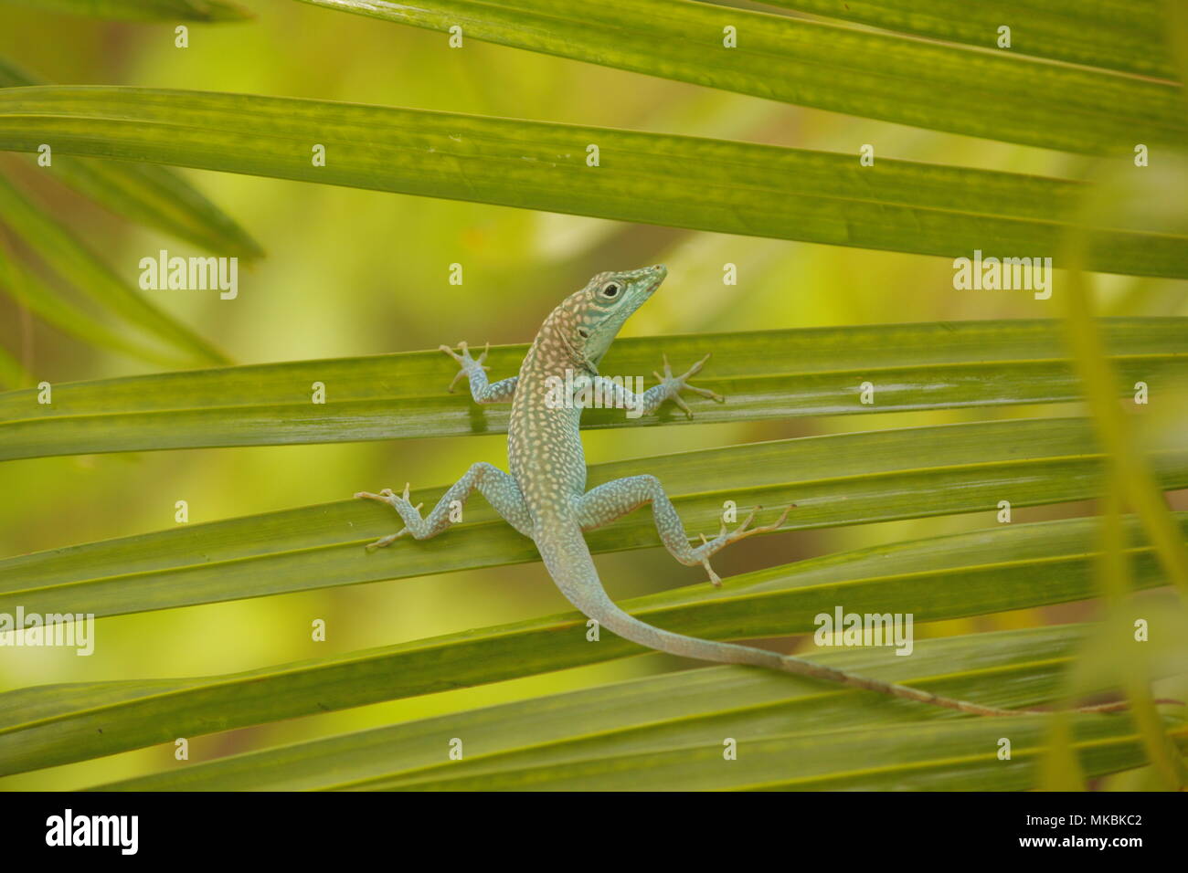Little lizard hanging onto a palm tree Stock Photo - Alamy