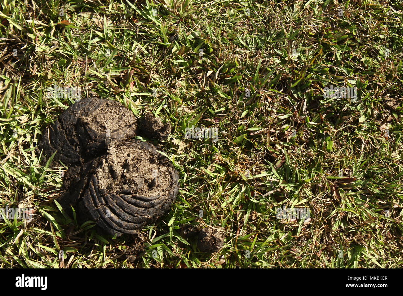 Feces hi-res stock photography and images - Alamy