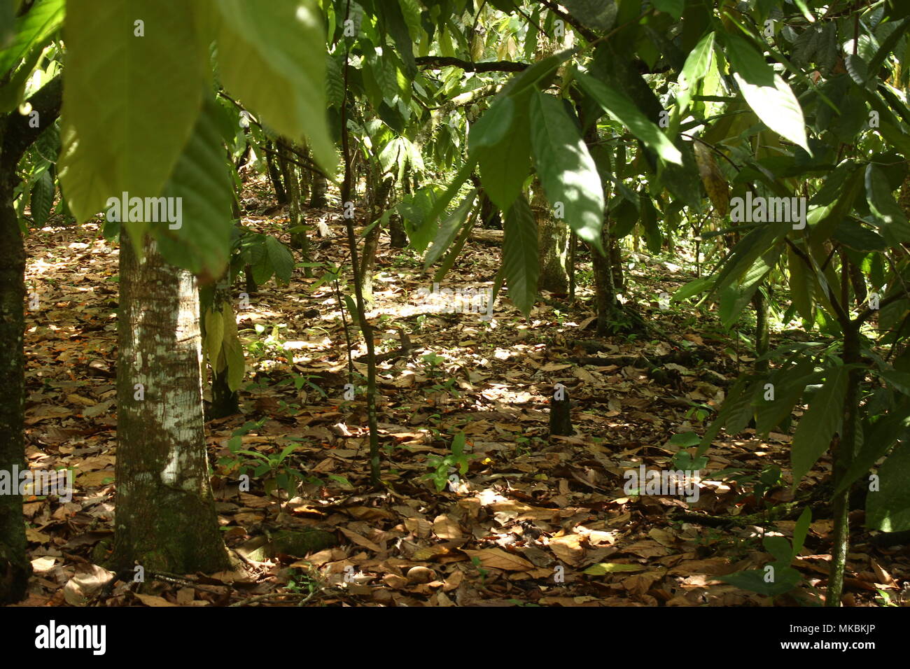 Cacao trees hi-res stock photography and images - Alamy