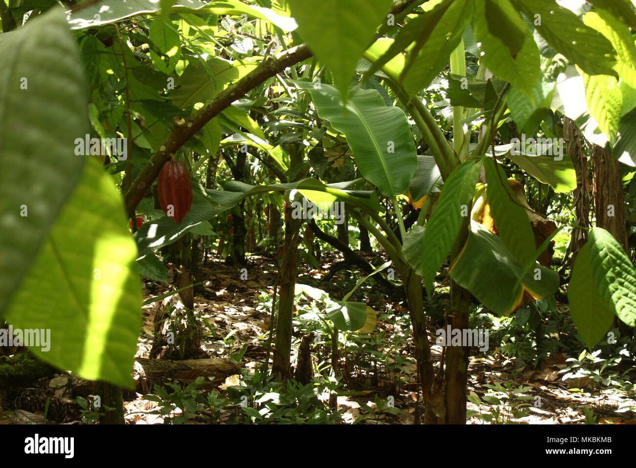 Cacao trees hi-res stock photography and images - Alamy