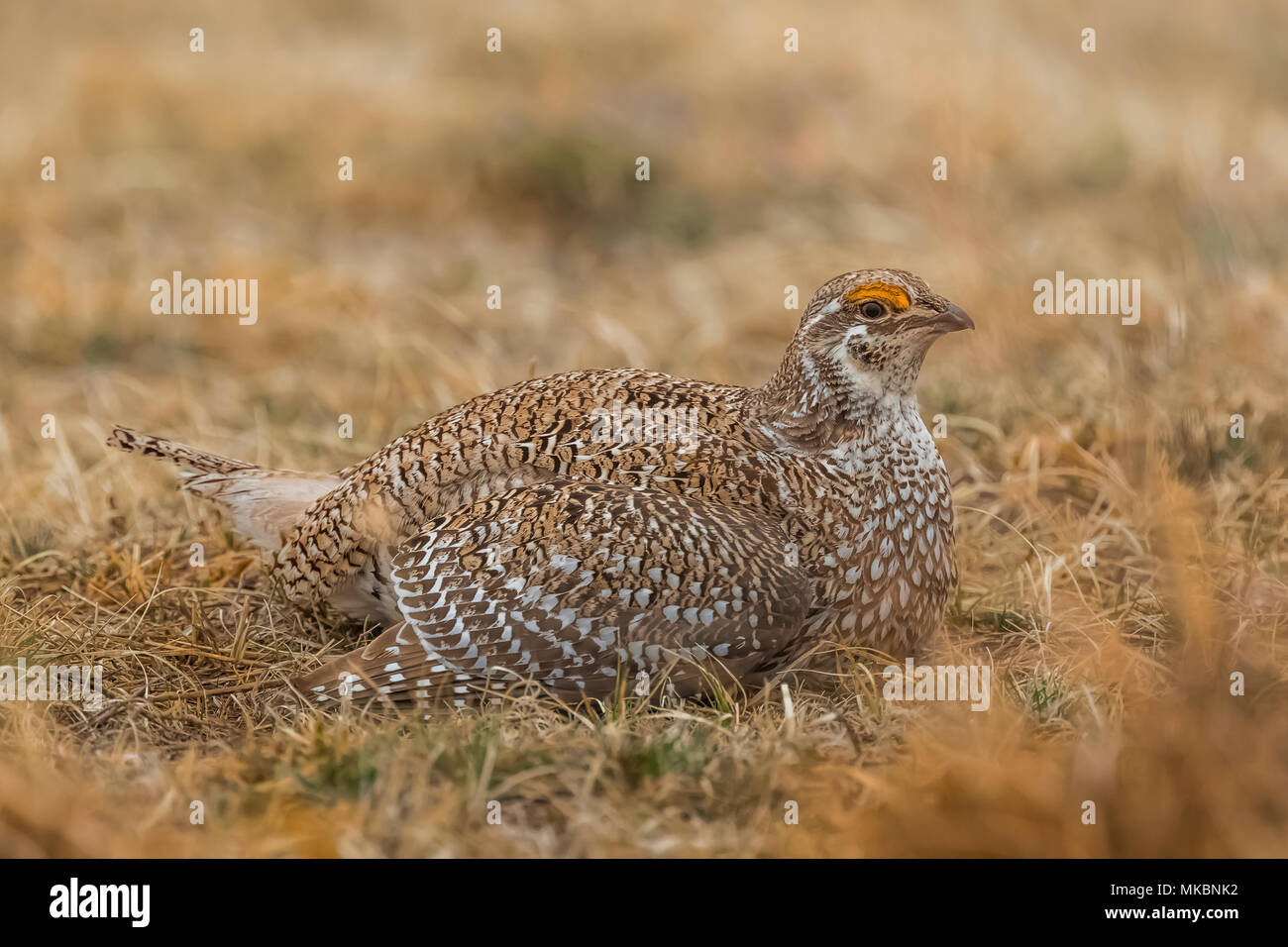 Sharp-tailed Grouse, Tympanuchus phasianellus, male on a lek in the ...