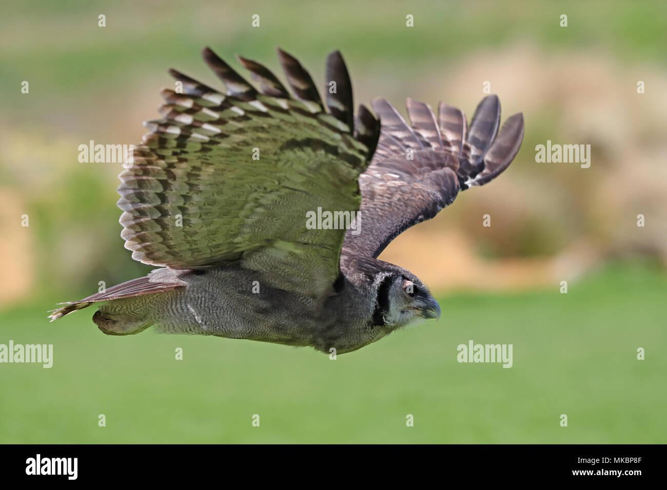 Eurasian eagle owl with open beak hi-res stock photography and images ...