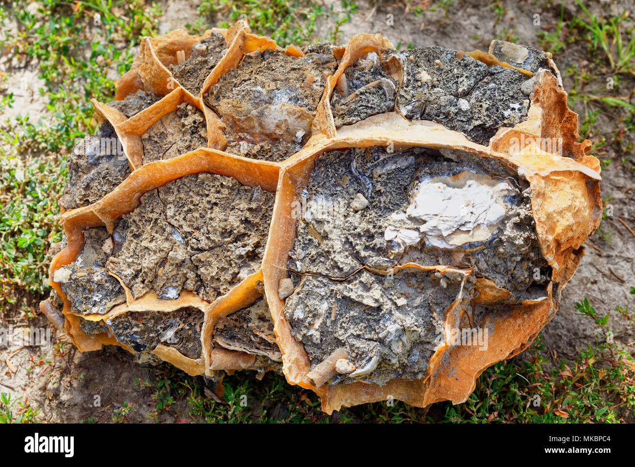 Fossilate hi-res stock photography and images - Alamy