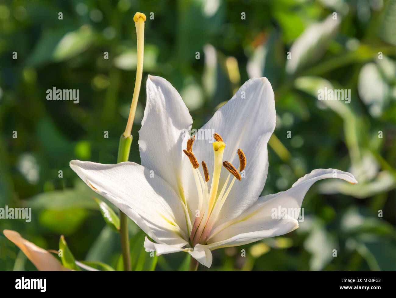 Closeup of white lily hi-res stock photography and images - Alamy