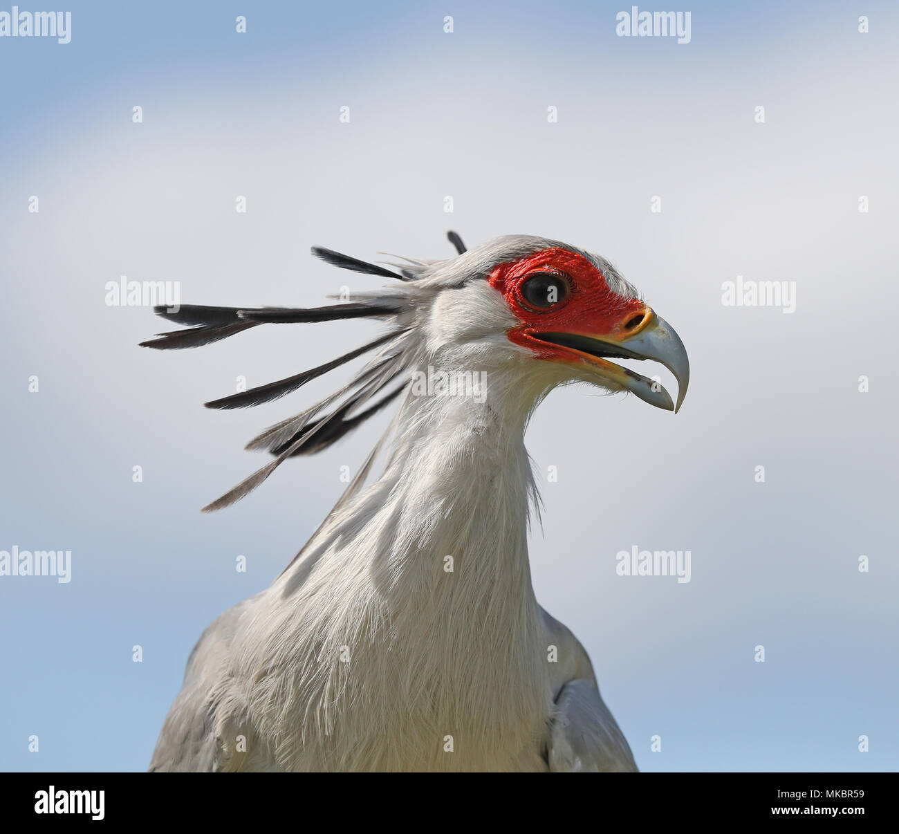 Portrait of a Secretary Bird Stock Photo - Alamy