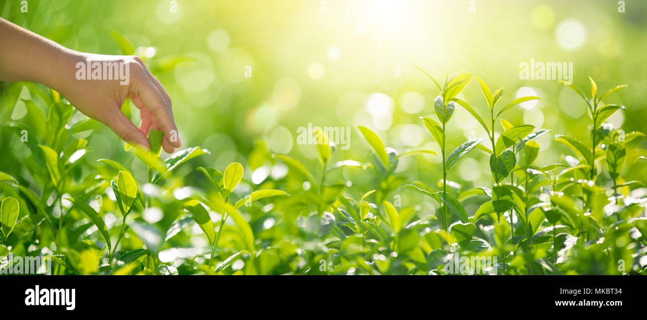 Hand pick tea leaves in the morning Stock Photo - Alamy