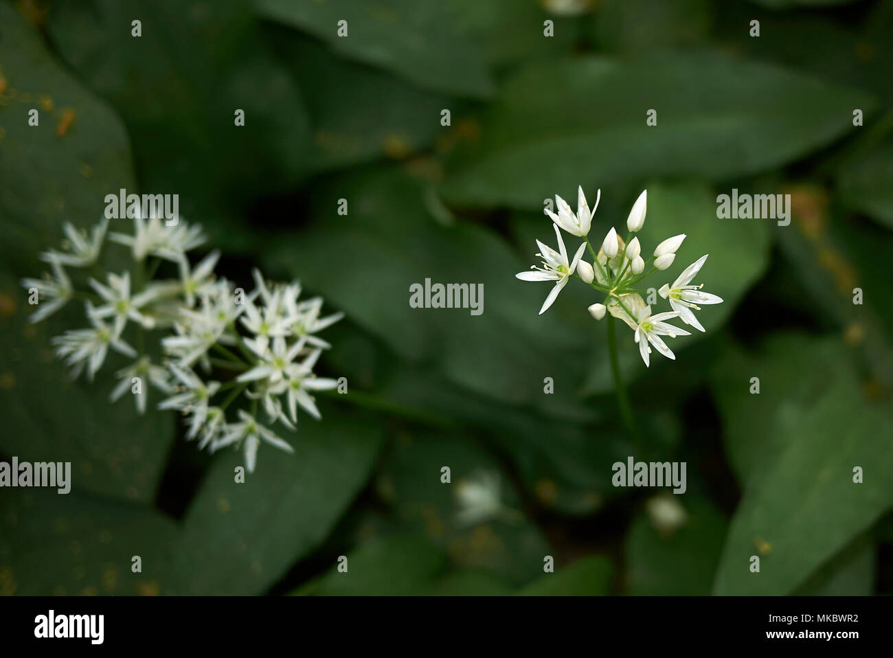 Allium ursinum bulbs hi-res stock photography and images - Alamy