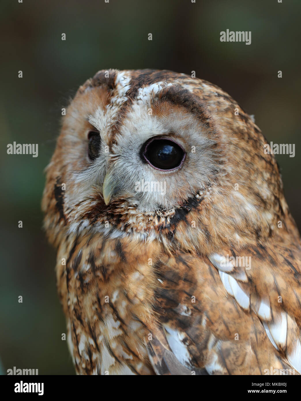 Tawny Owl Uk In Flight High Resolution Stock Photography and Images - Alamy