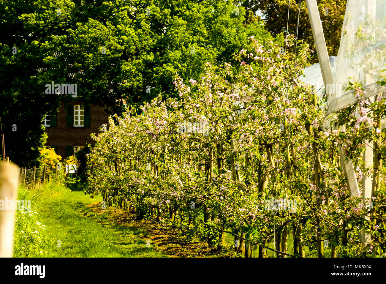 pear farm ground Stock Photo - Alamy