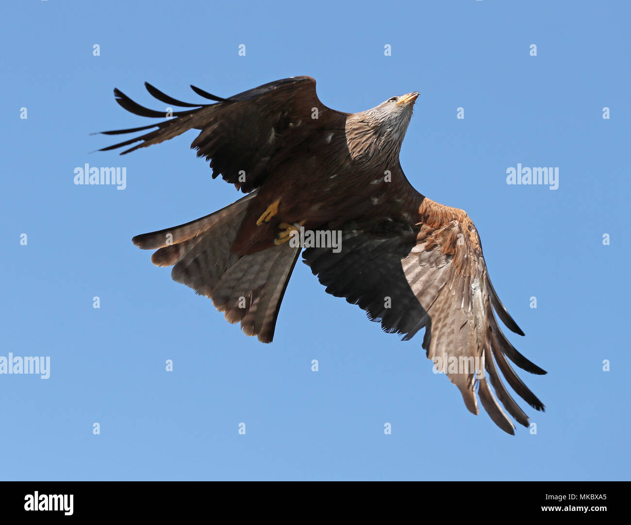 yellow beak kite in flight with bright blue sky background Stock Photo ...