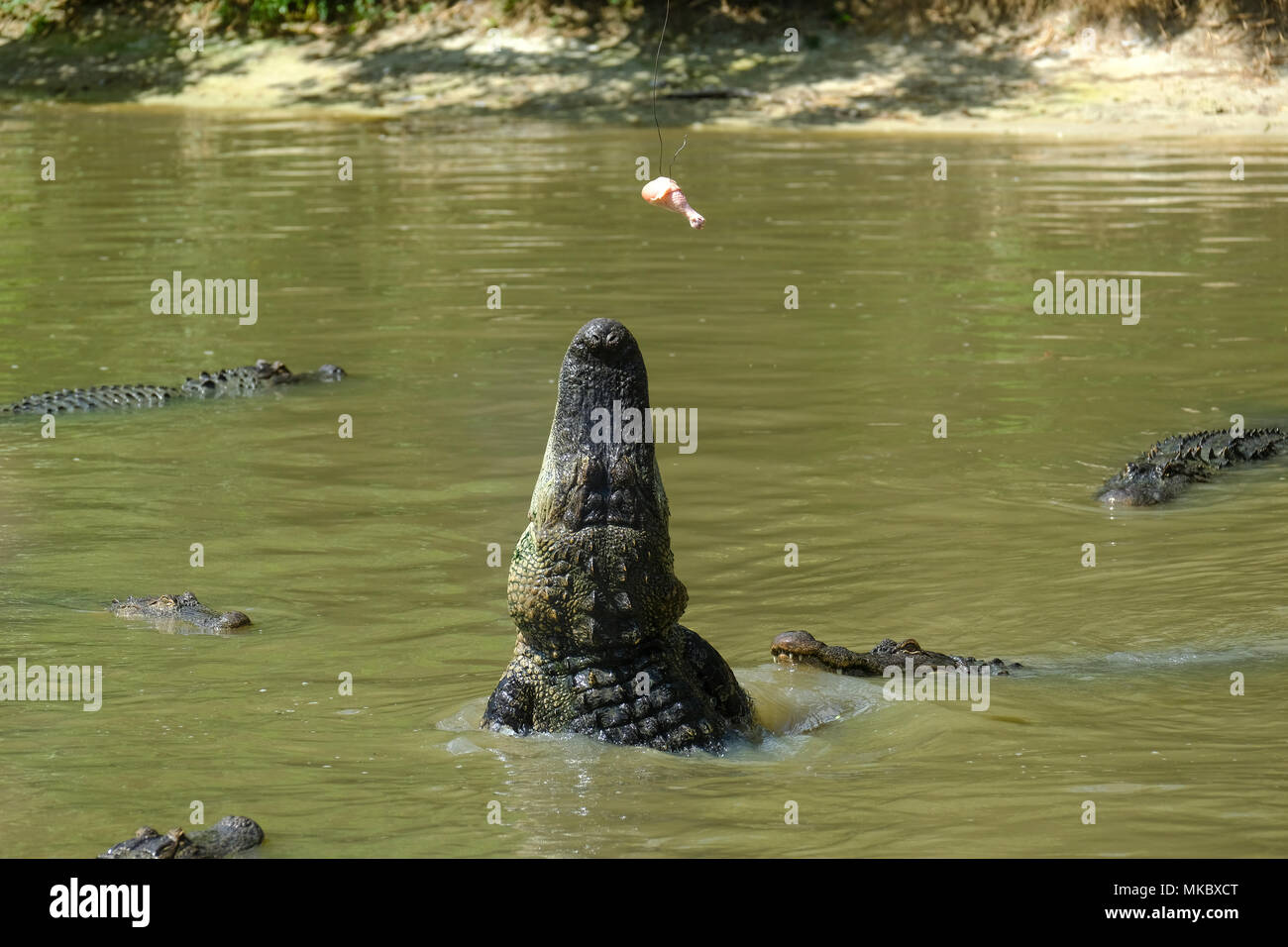 Alligators feeding in Wild Florida reserve, USA Stock Photo - Alamy