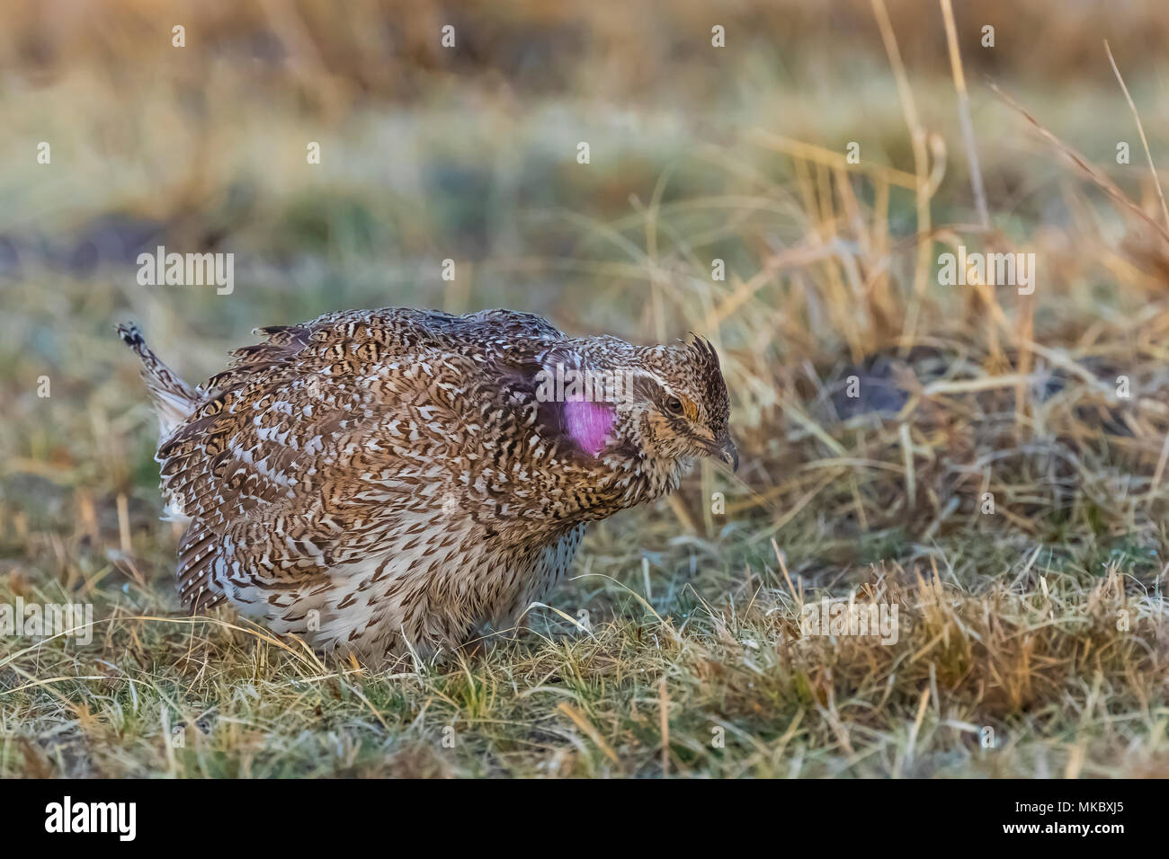 Sharp-tailed Grouse, Tympanuchus phasianellus, male exposing its violet ...