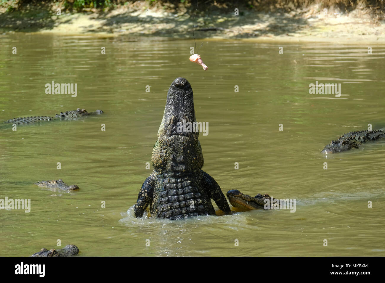Alligators feeding in Wild Florida reserve, USA Stock Photo - Alamy