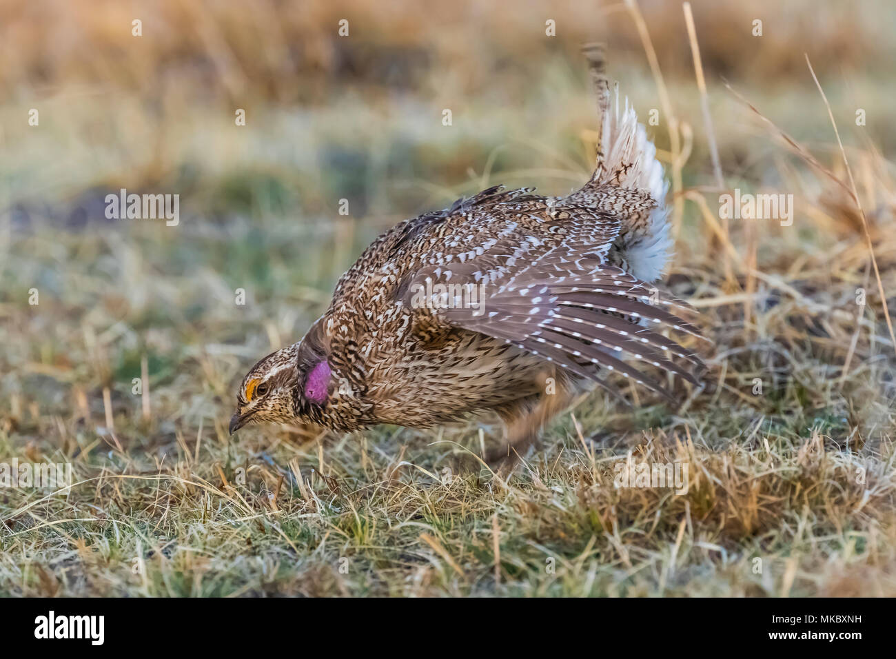 Sharp-tailed Grouse, Tympanuchus phasianellus, male exposing its violet ...