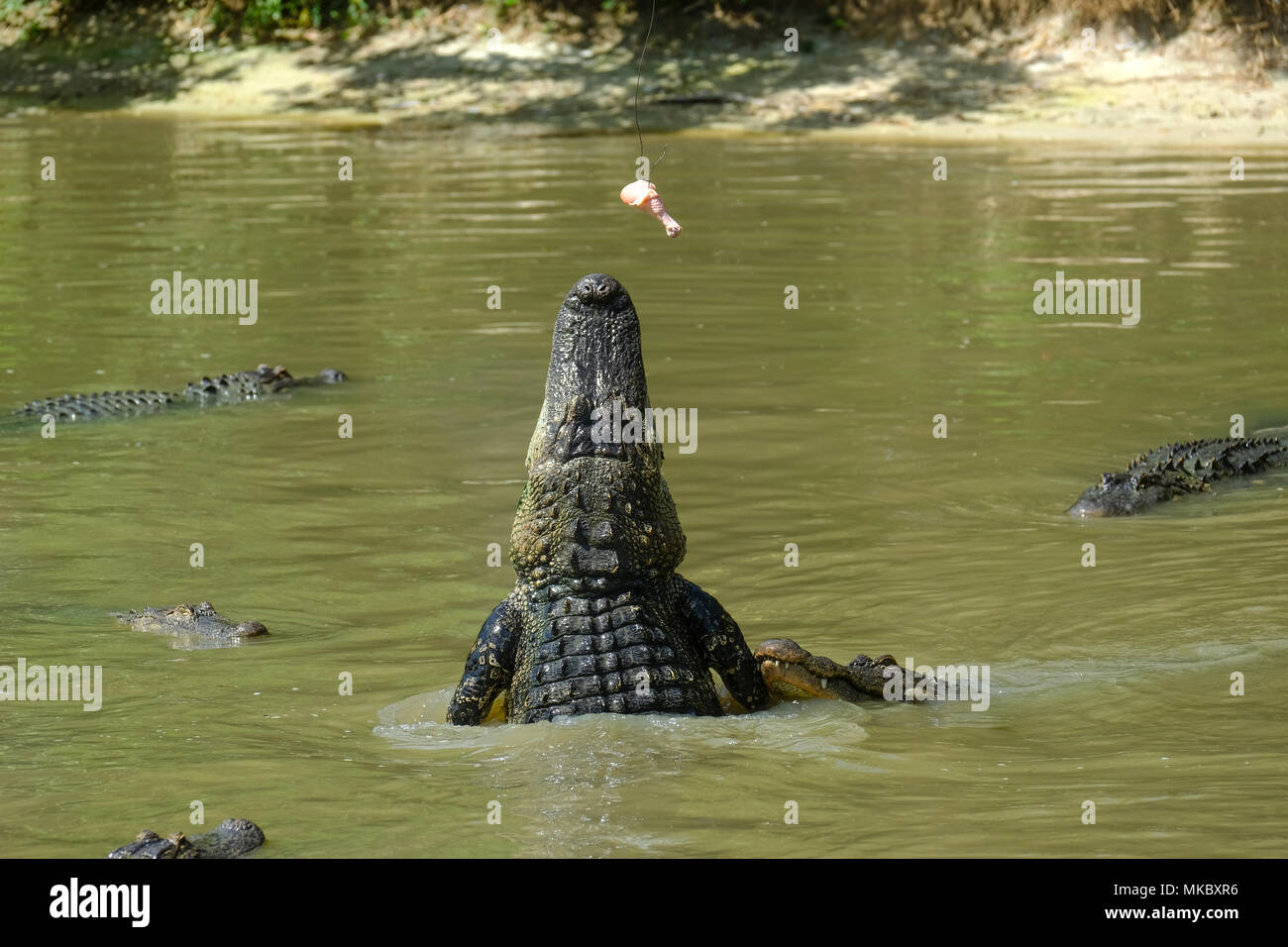Alligator eating chicken hi-res stock photography and images - Alamy