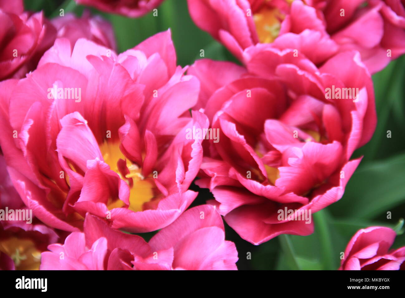 Netherlands tulip train hi-res stock photography and images - Alamy