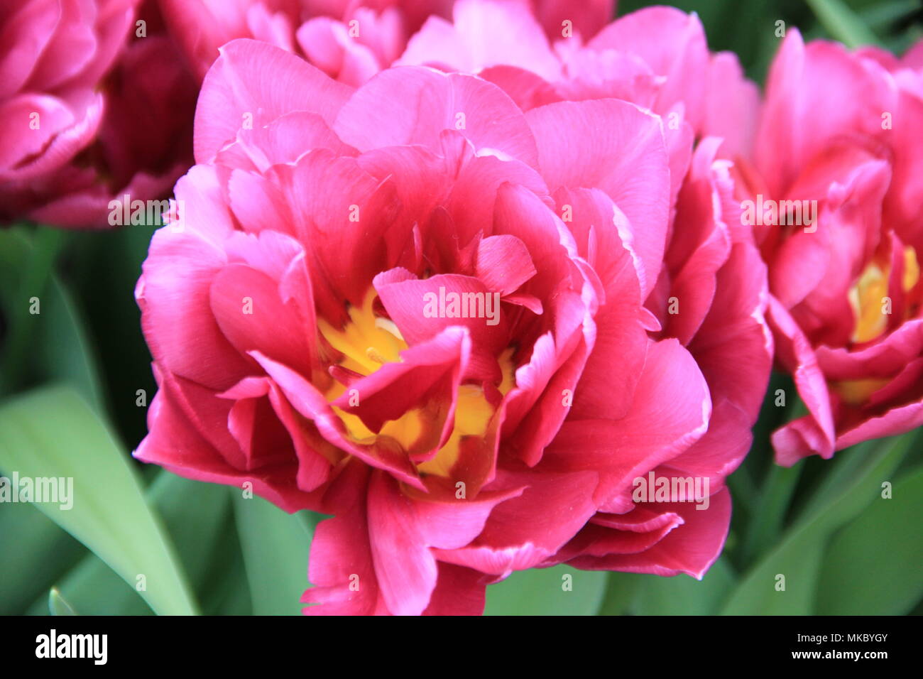 Netherlands tulip train hi-res stock photography and images - Alamy