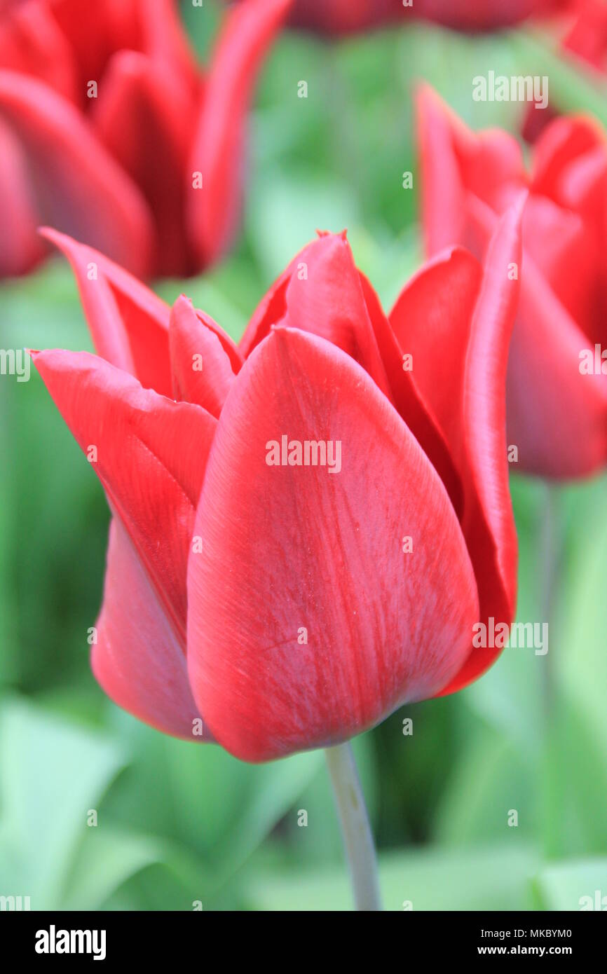 Tulip "Lasting Love Stock Photo - Alamy