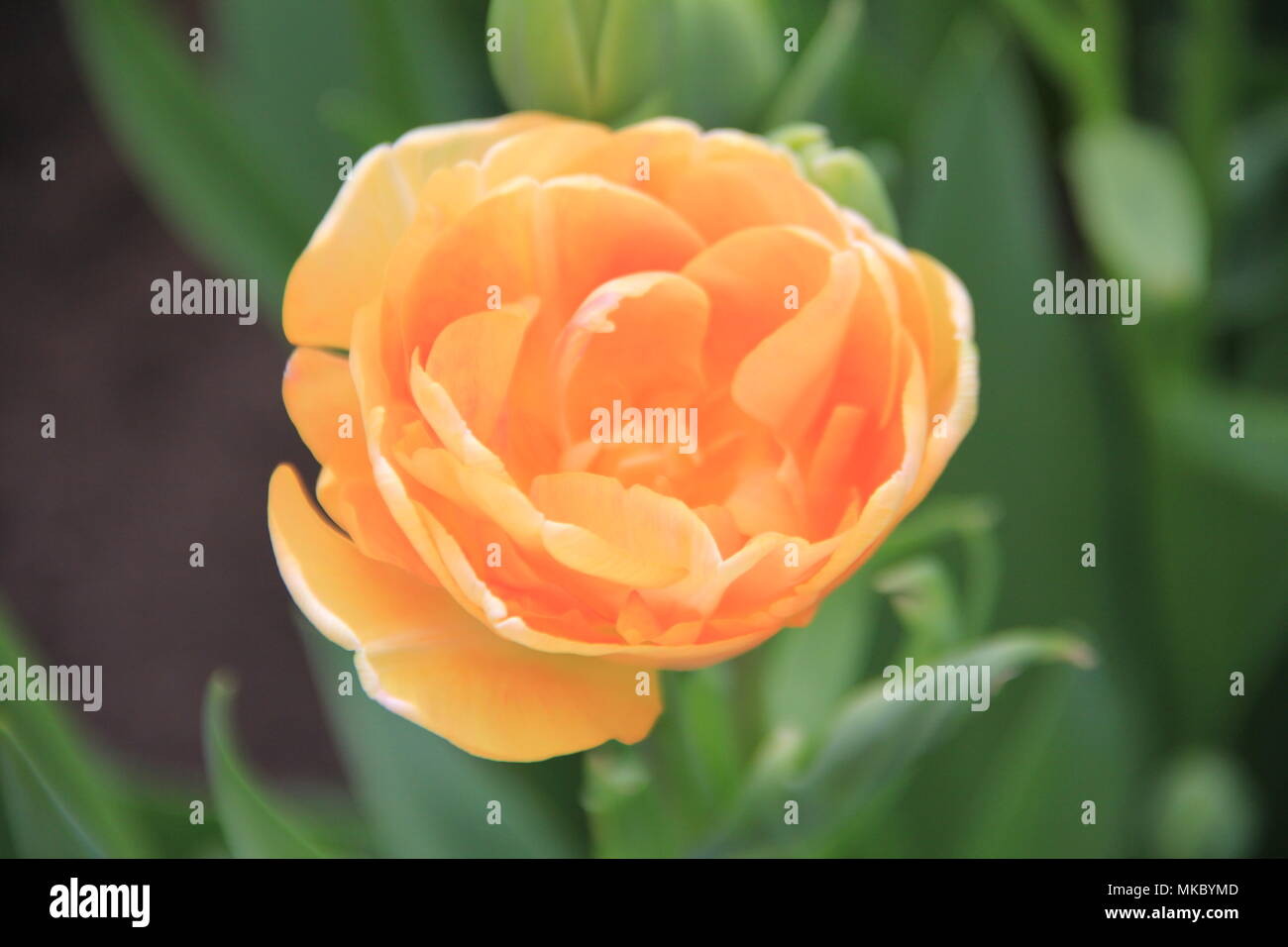 Tulip "Charming Beauty Stock Photo - Alamy