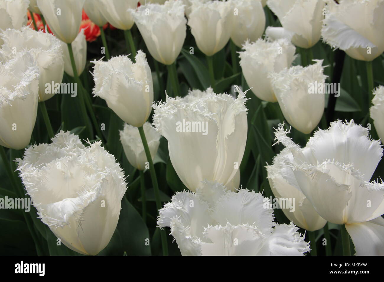 Netherlands tulip train hi-res stock photography and images - Alamy