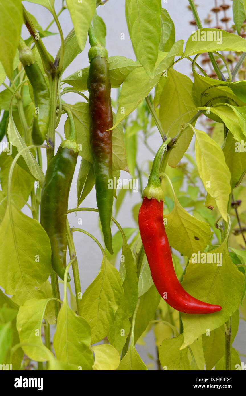 Red chilli crop hi-res stock photography and images - Alamy