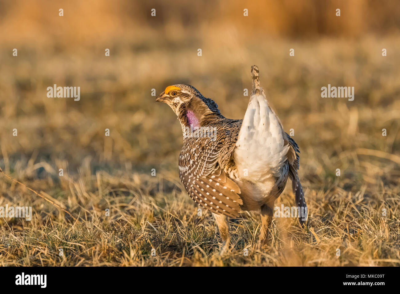 Air sac bird hi-res stock photography and images - Alamy