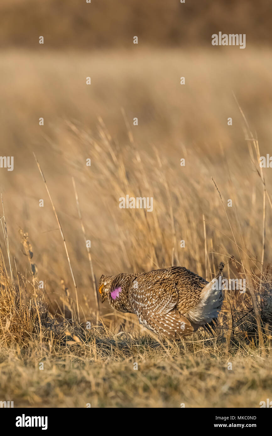 Sharp-tailed Grouse, Tympanuchus phasianellus, male exposing its violet ...