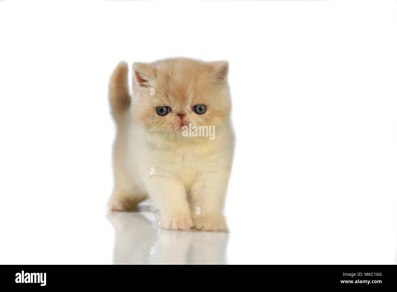 Cut out kitten hi-res stock photography and images - Alamy