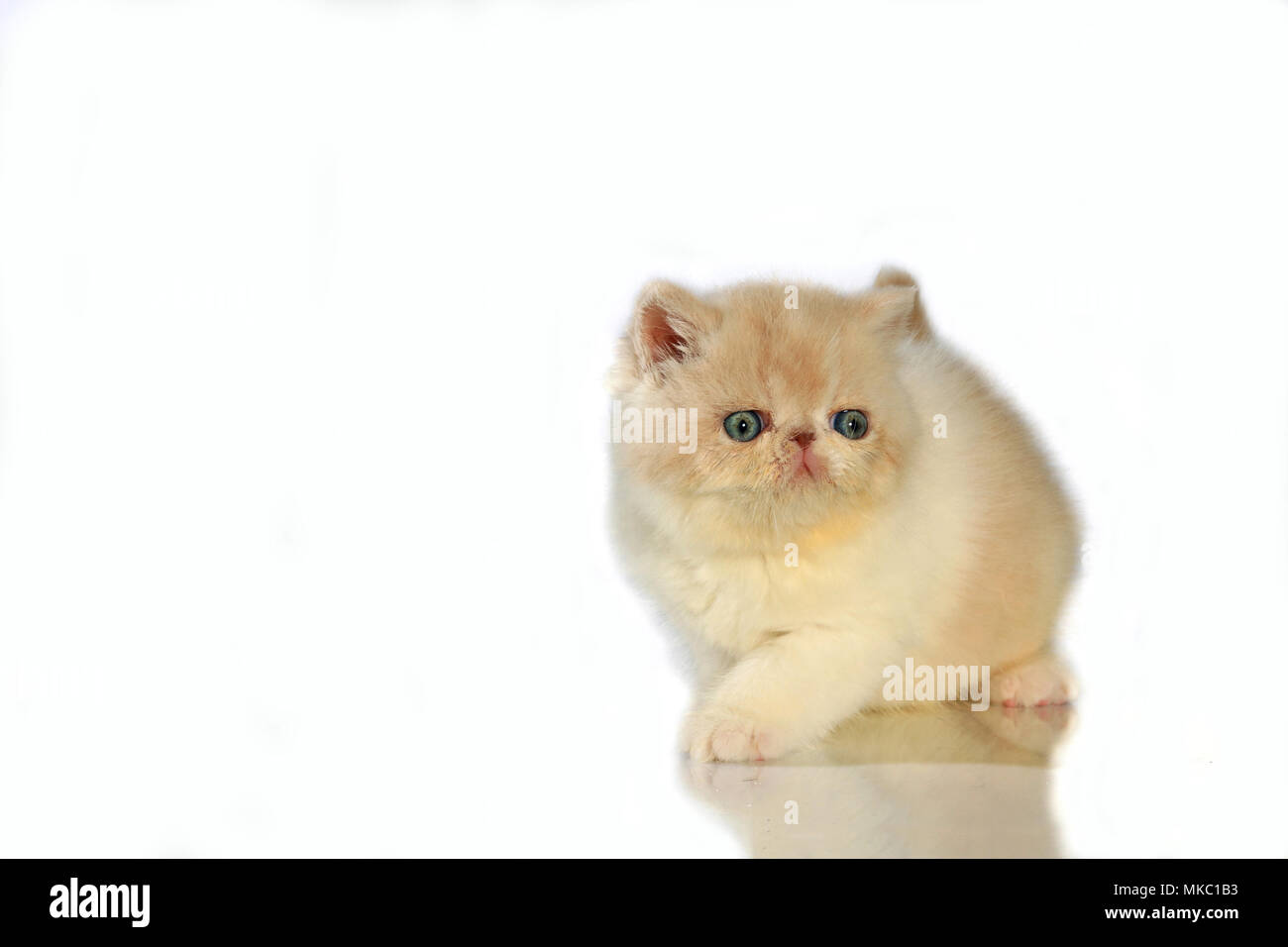 Cut Out Kitten High Resolution Stock Photography and Images - Alamy