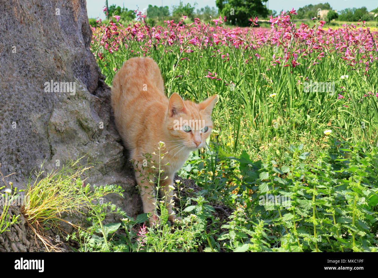 Adult ginger cat hi-res stock photography and images - Alamy