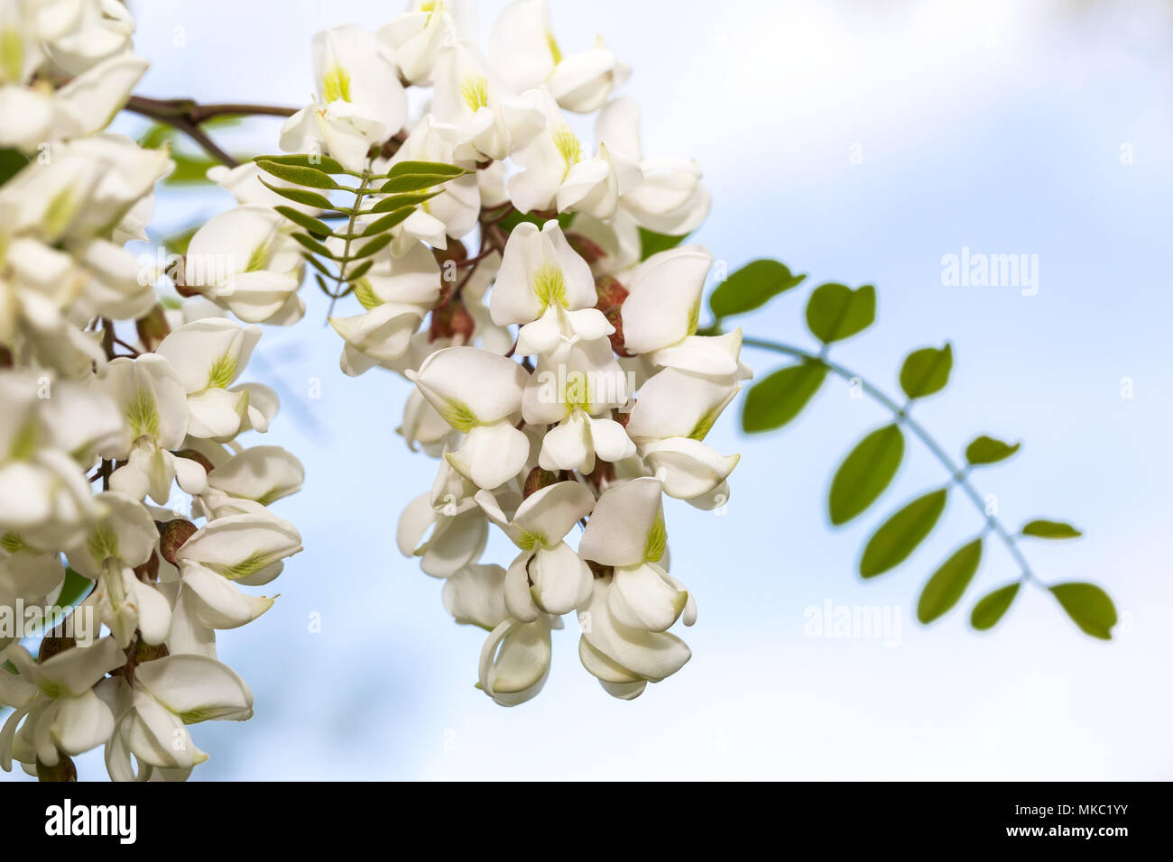 Fragrant flower acacia Stock Photo - Alamy