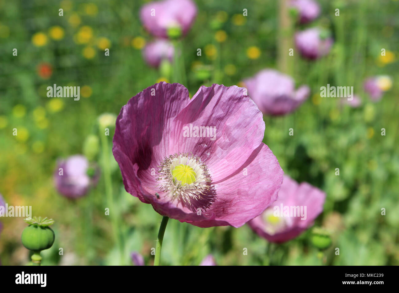 Close up wildflowers hi-res stock photography and images - Alamy