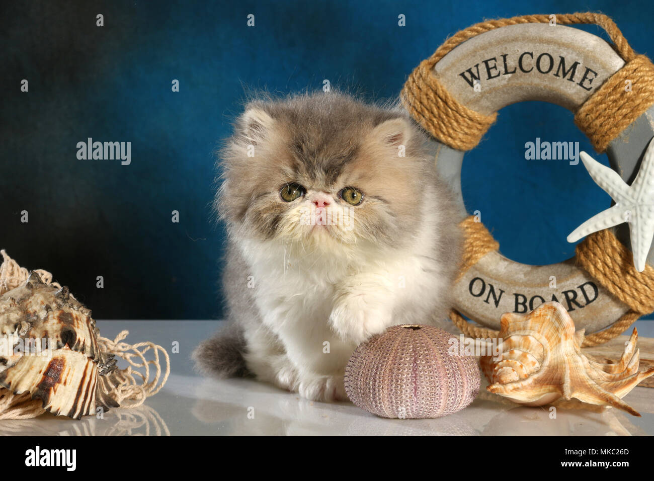 persian kitten, 7 weeks old Stock Photo - Alamy