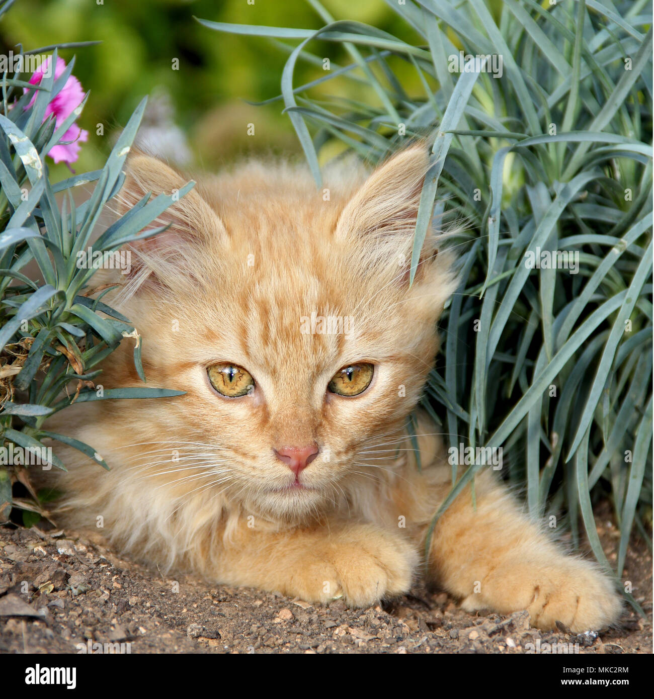 Ginger plants hi-res stock photography and images - Alamy