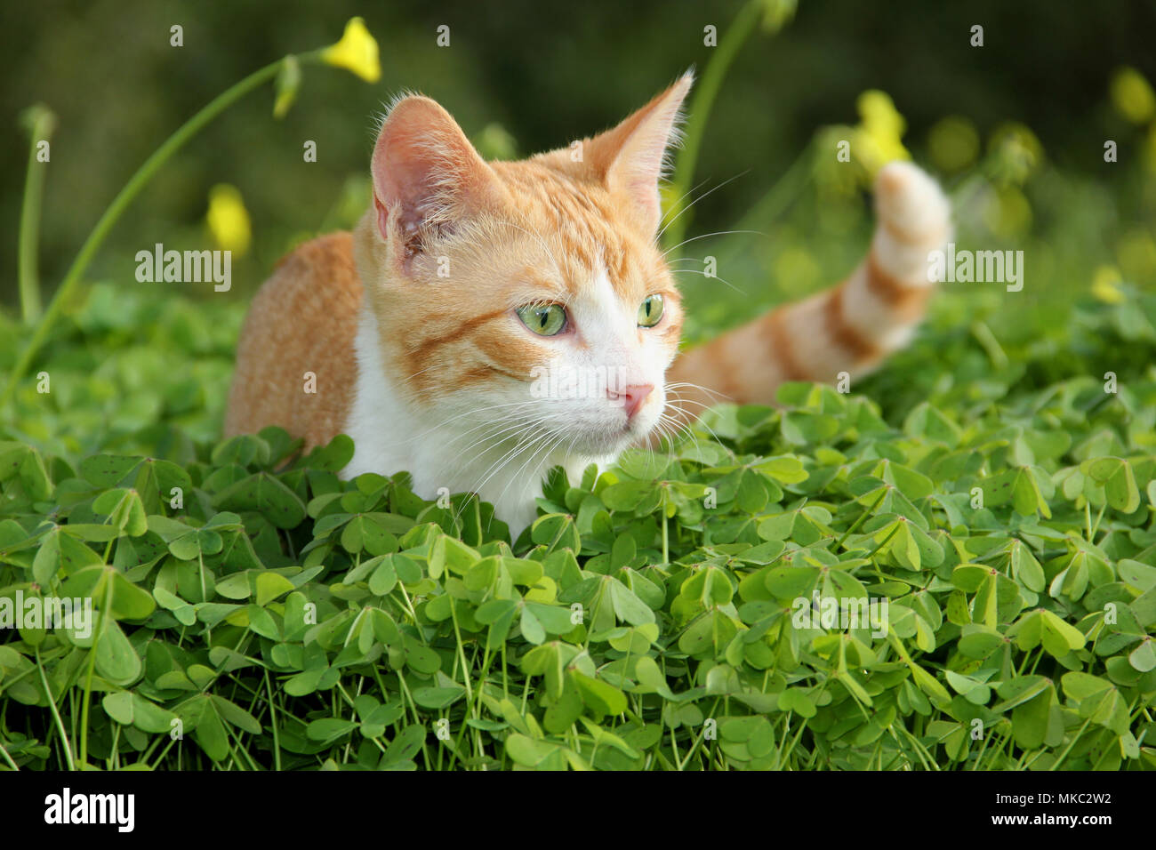 Trefoil clover hi-res stock photography and images - Alamy
