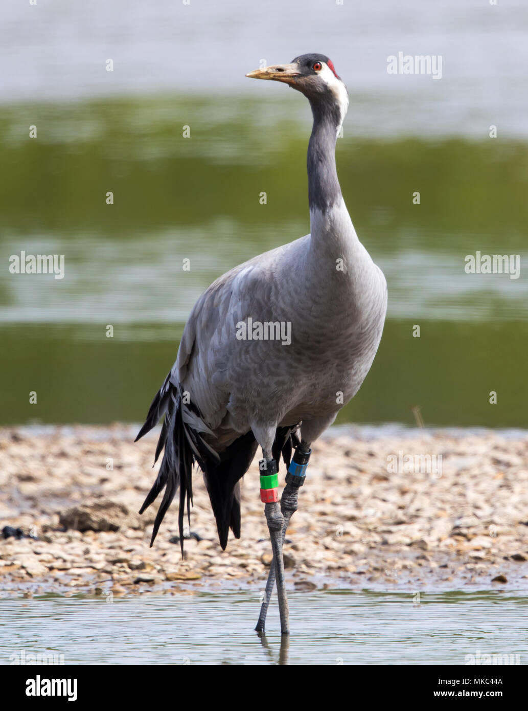 Common Crane part of the Great Crane Project at Slimbridge WWT Stock ...