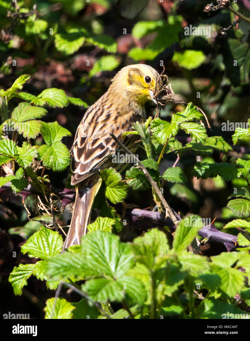 Female yellowhammer hi-res stock photography and images - Alamy